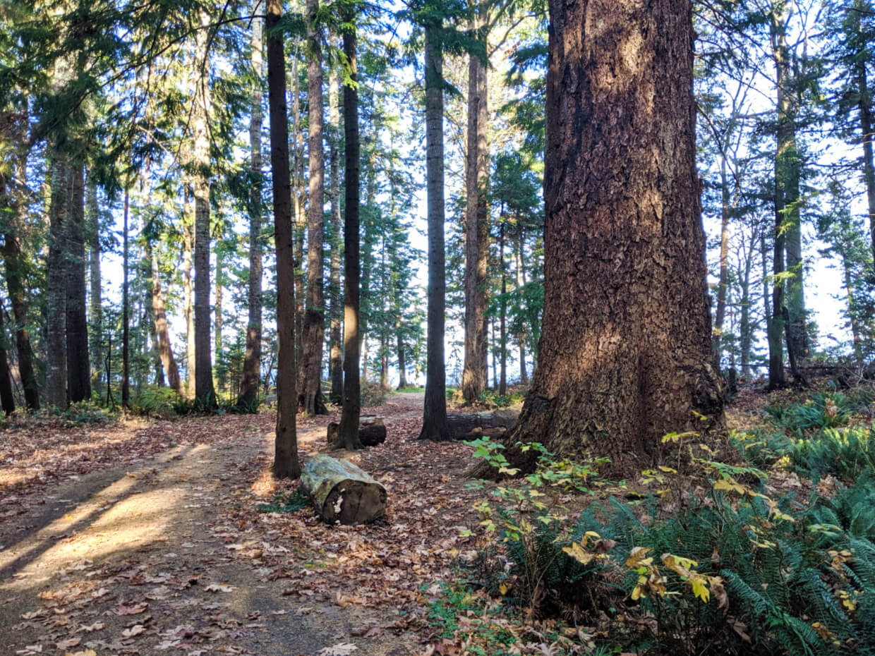 Where to Find Big Trees on Vancouver Island